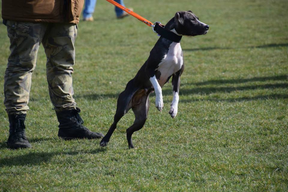 Kelly Apbt pic - Infinite Power Kennel